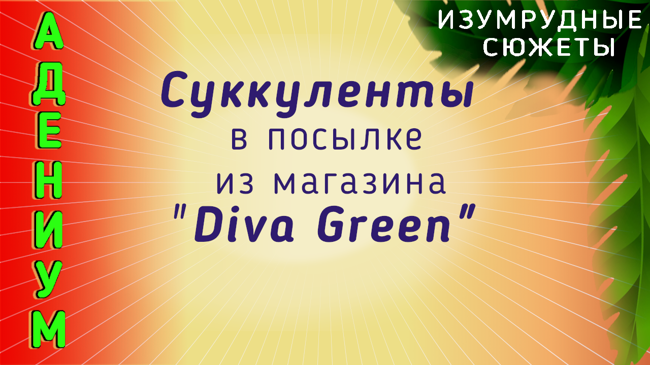 Суккуленты в посылке из магазина Diva Green.