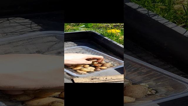 Сажаем картофель мини клубнями