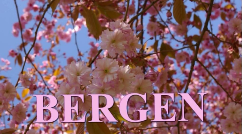 BERGEN В МАЕ И ЦВЕТУЩЕЙ САКУРЕ