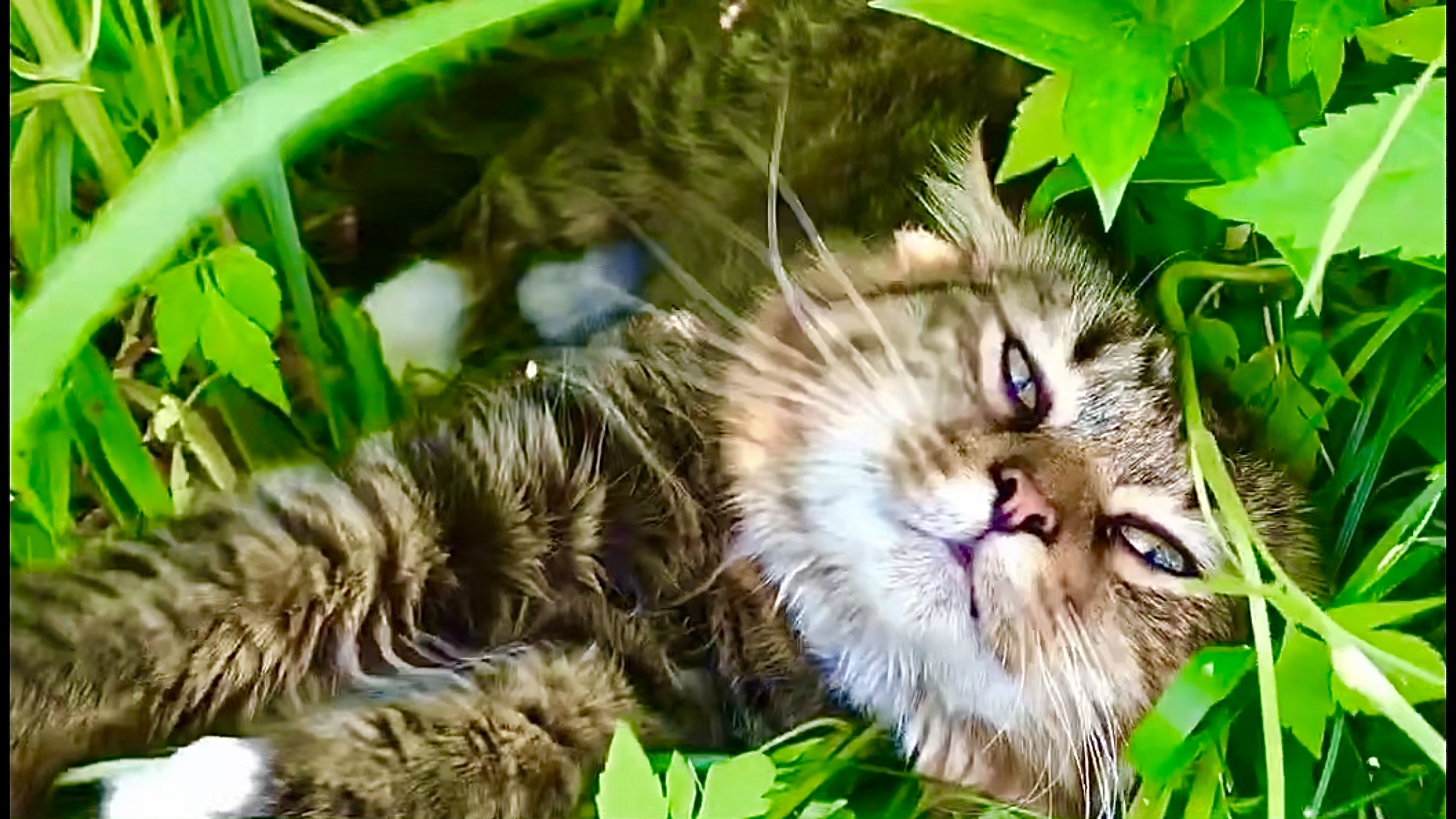 Кайфующий Кот и любопытные Куры - кто кого подслушивает и кто за кем наблюдает