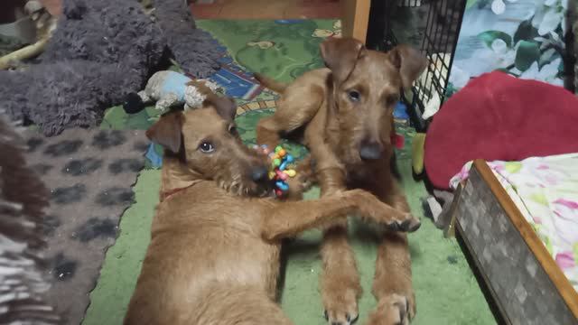 Ирландскик терьеры : Щенки играют в   Подкроватные игры и кусачки