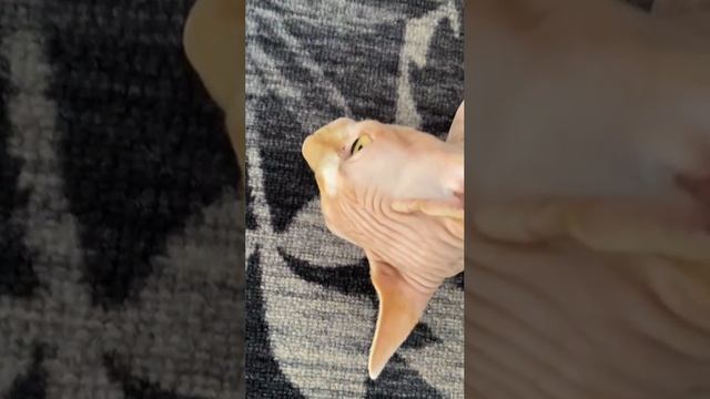 Кот встречает хозяйку