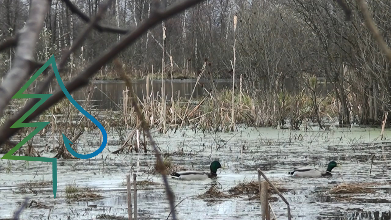 Весенняя охота с подсадными утками в Подмосковье! Утопил дрон! Промазал по селезню!