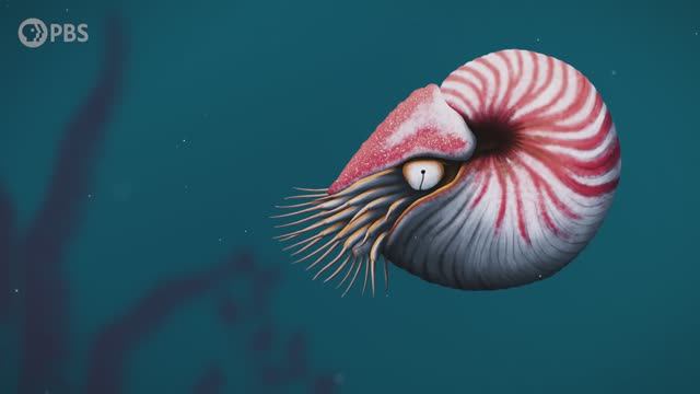 Наутилоидеи. Nautiloids Thrived For 500 Million Years Until These Guys Showed Up
