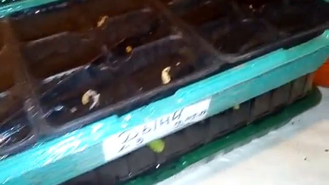 Лагенария проращивание кипятком..3gp