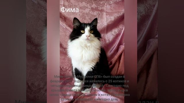 О приюте "Мурзилки СПб" Санкт-Петербург