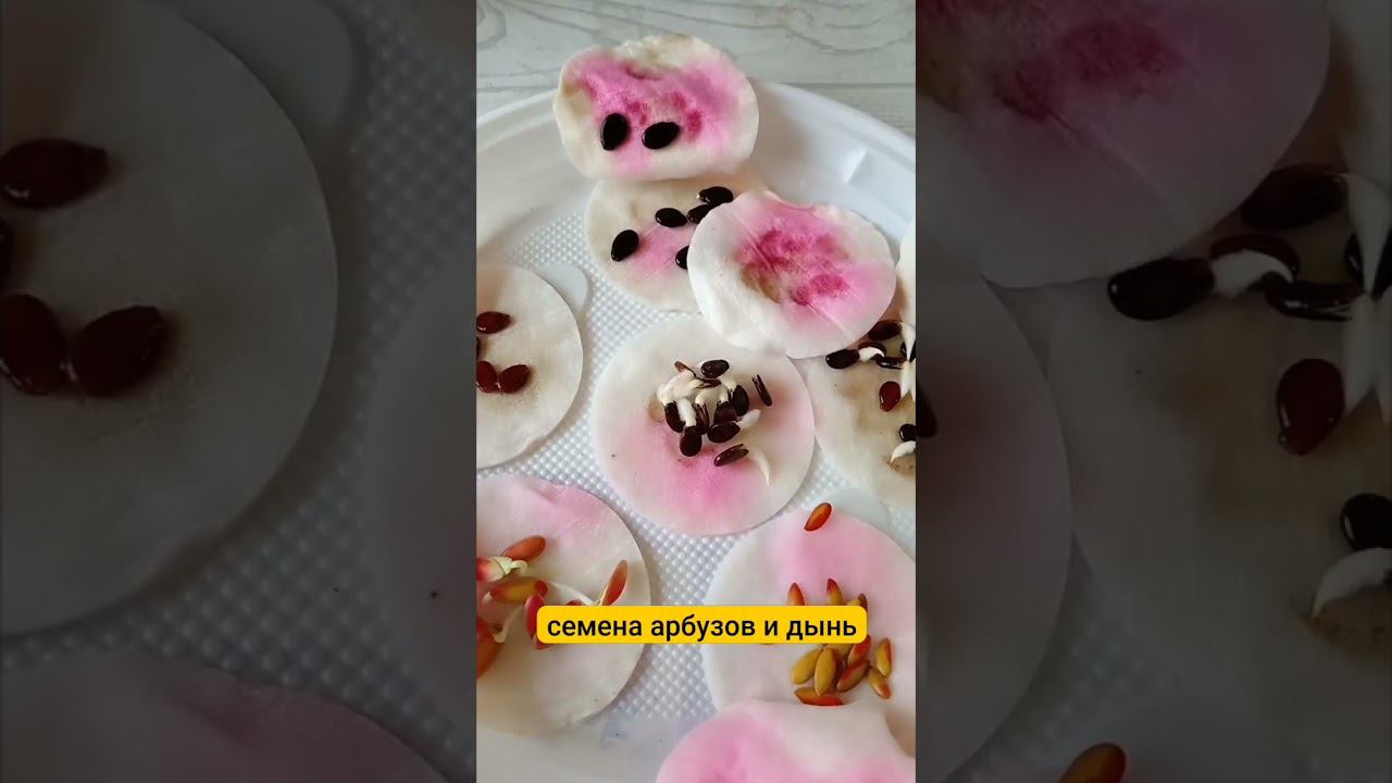 Как проращиваю семена арбузов и дынь для посева в открытый грунт. #огород #арбузы #дыни #семена
