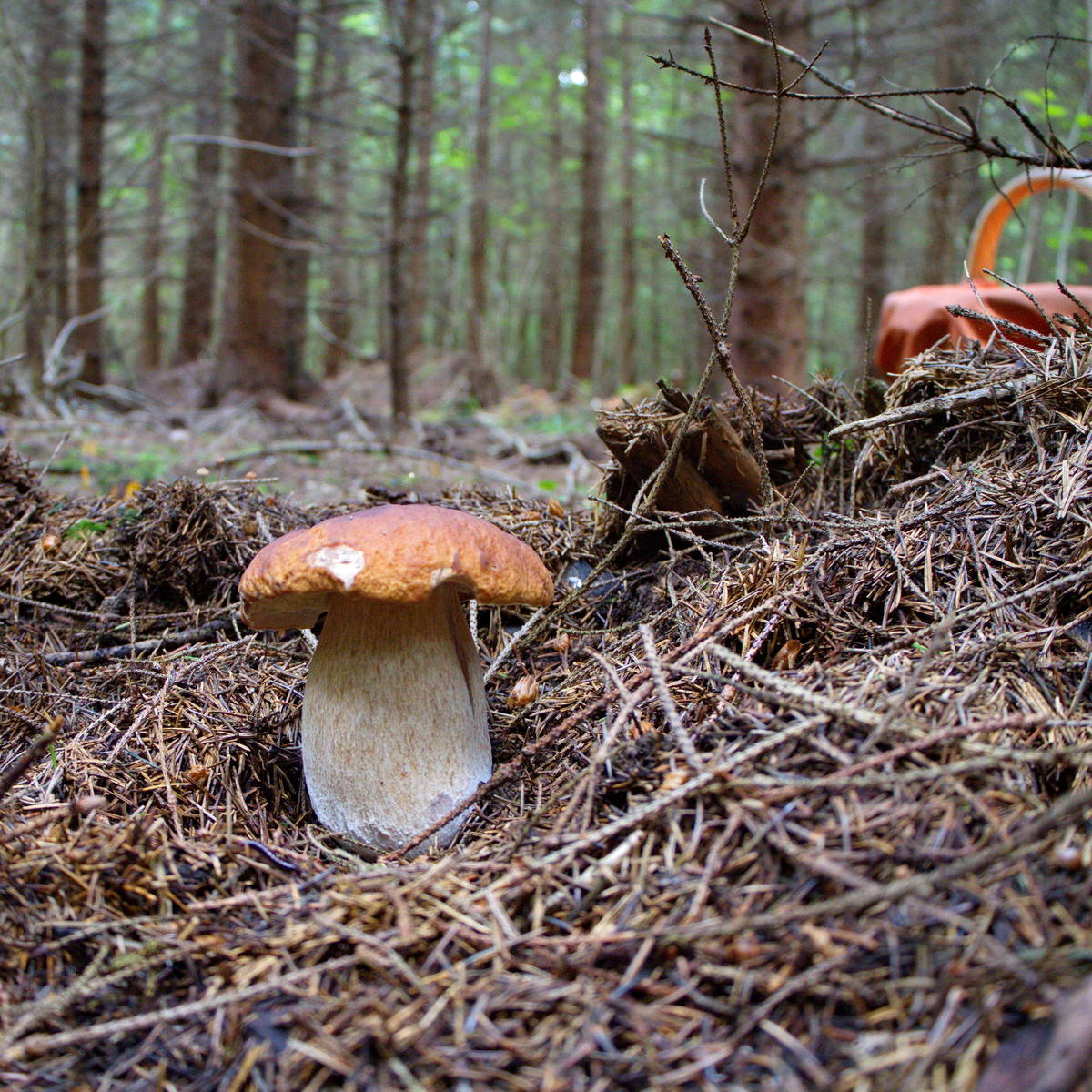 "  ГРИБОЧКИ СО СТАРОГО КЛАДБИЩА  " Жуткая история.