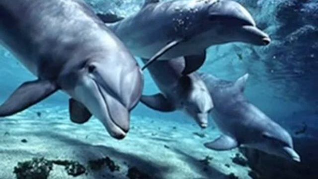 Медитация для детей  «Стая Дельфинов»!