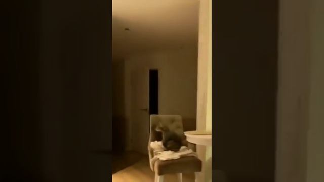 Купил коту курсы массажа.