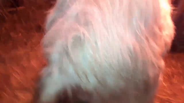 Козлята Белки.