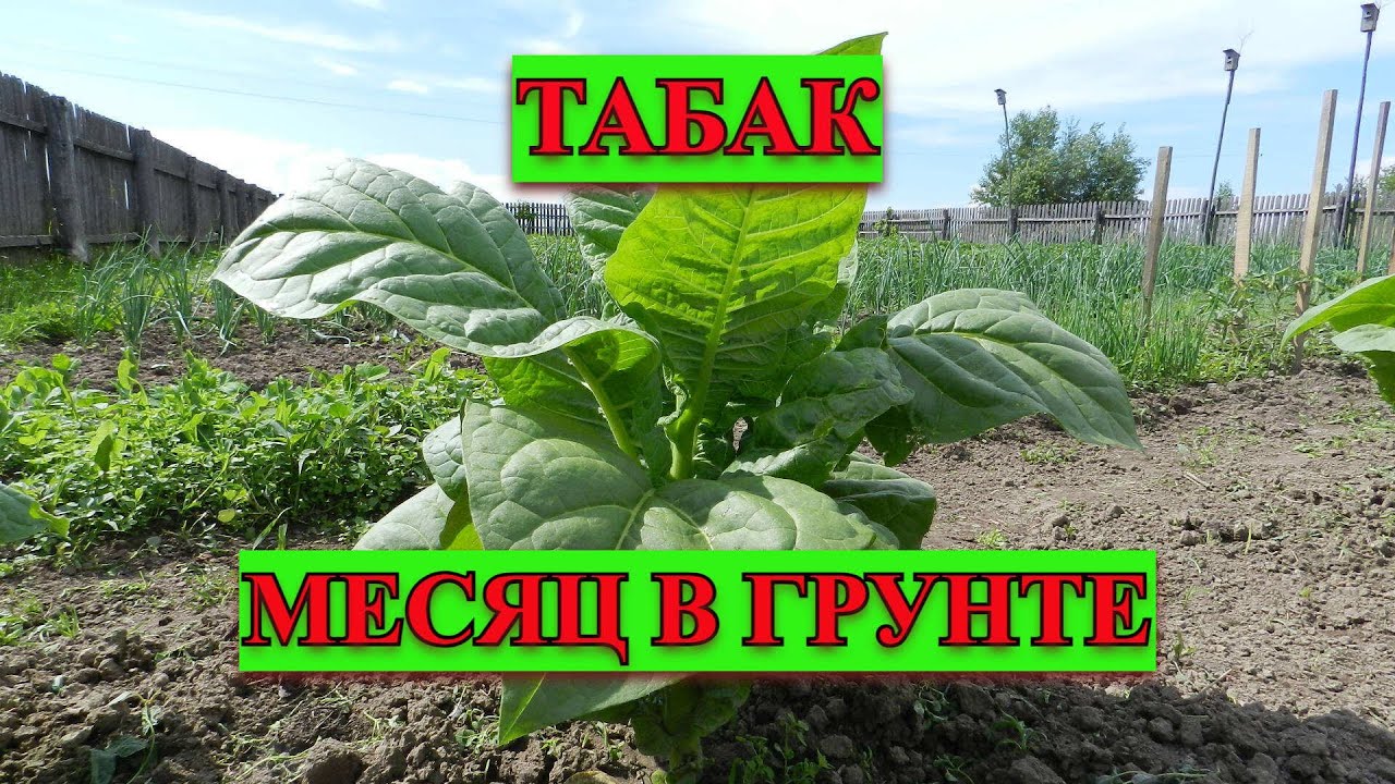Табак месяц после высадки сезон 2021 часть 8