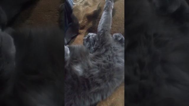 Кошка спит, она устала. Их величество изволили почивать...