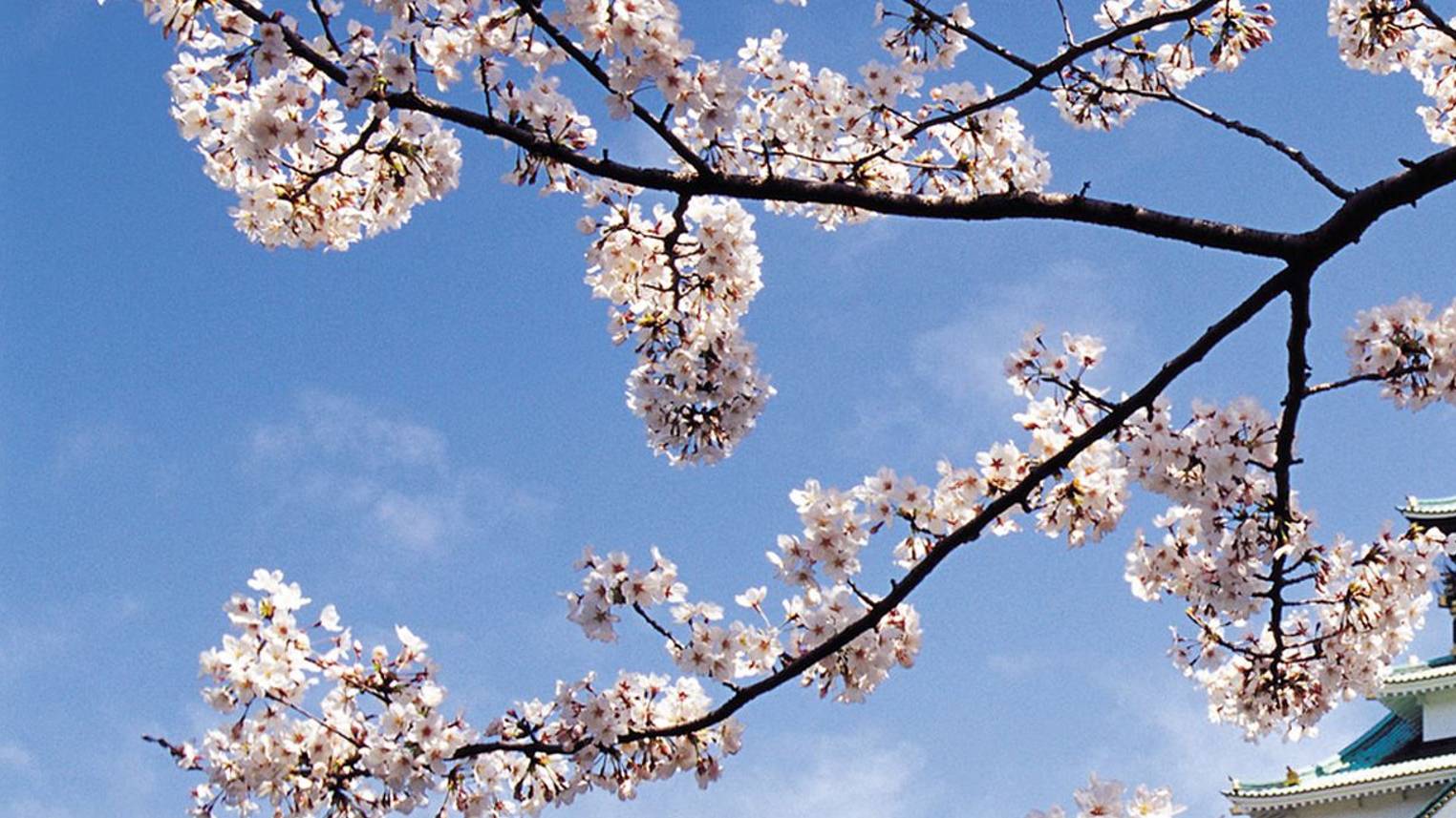 Музыка цели меня - музыка ,   Автор стихов Екатерина Зятева