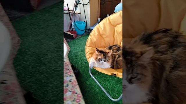 семейный ужин