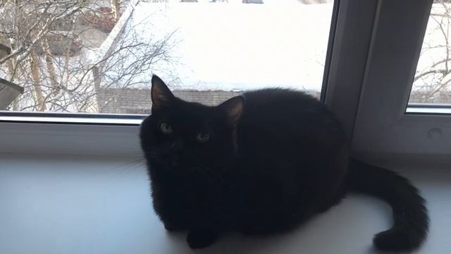 Настоящее Простое (Утвердительные предложения) / Present Simple_positive.