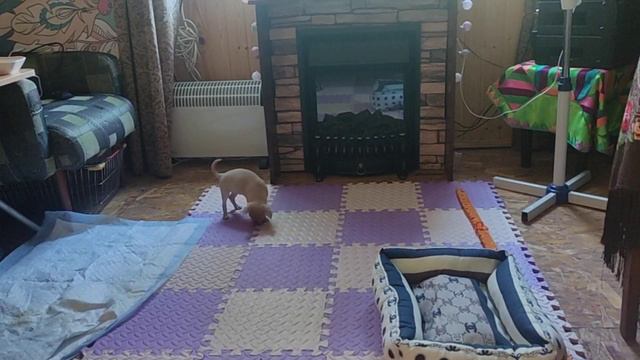 Паштет первый раз на даче июль 2024