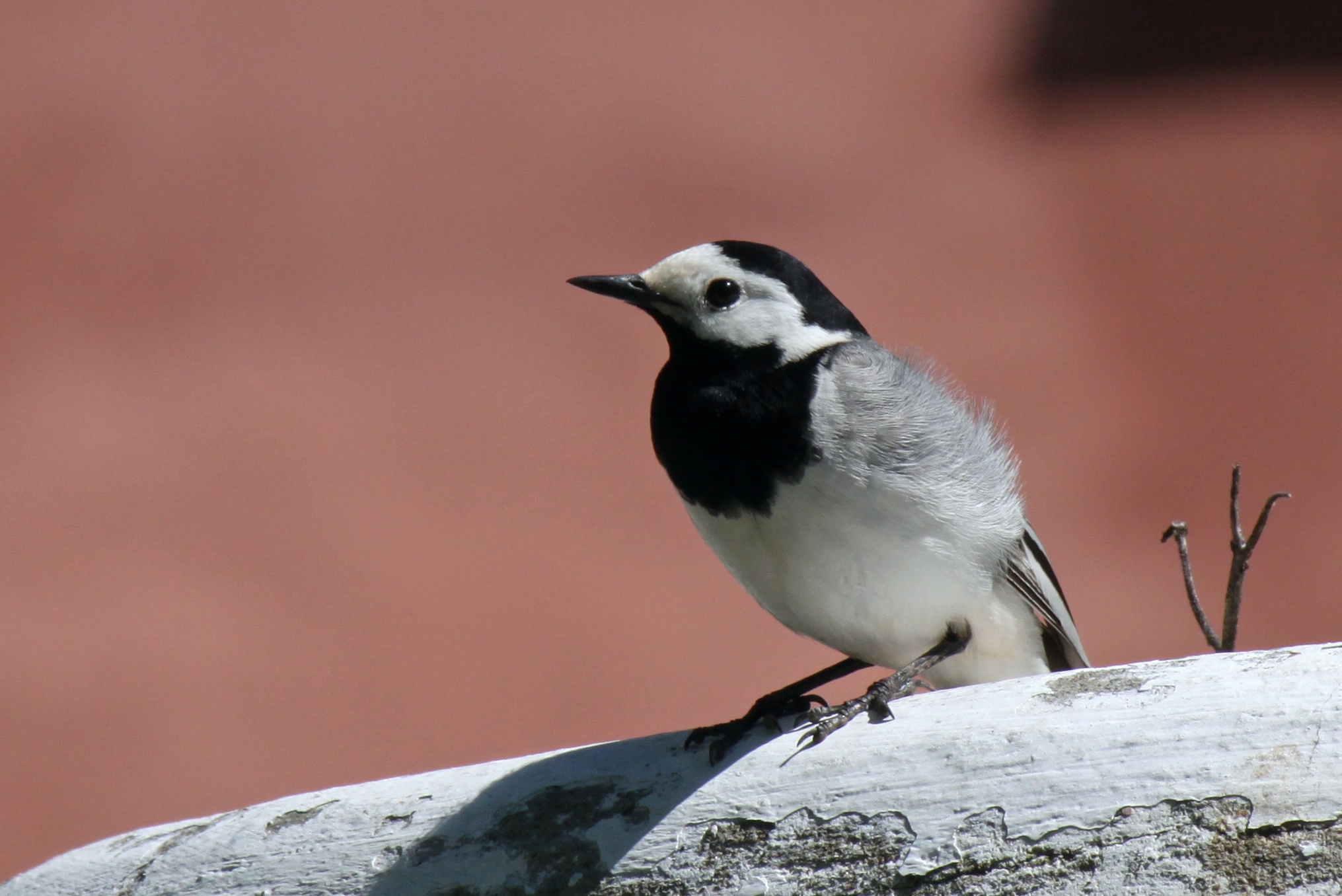 "ШУМЯТ, ШУМЯТ БЕРЁЗЫ"... (Фото Светланы Нечваль (Глазов) - Поёт Владимир Нечаев)