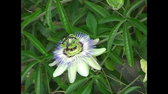 Грузия 2016 03