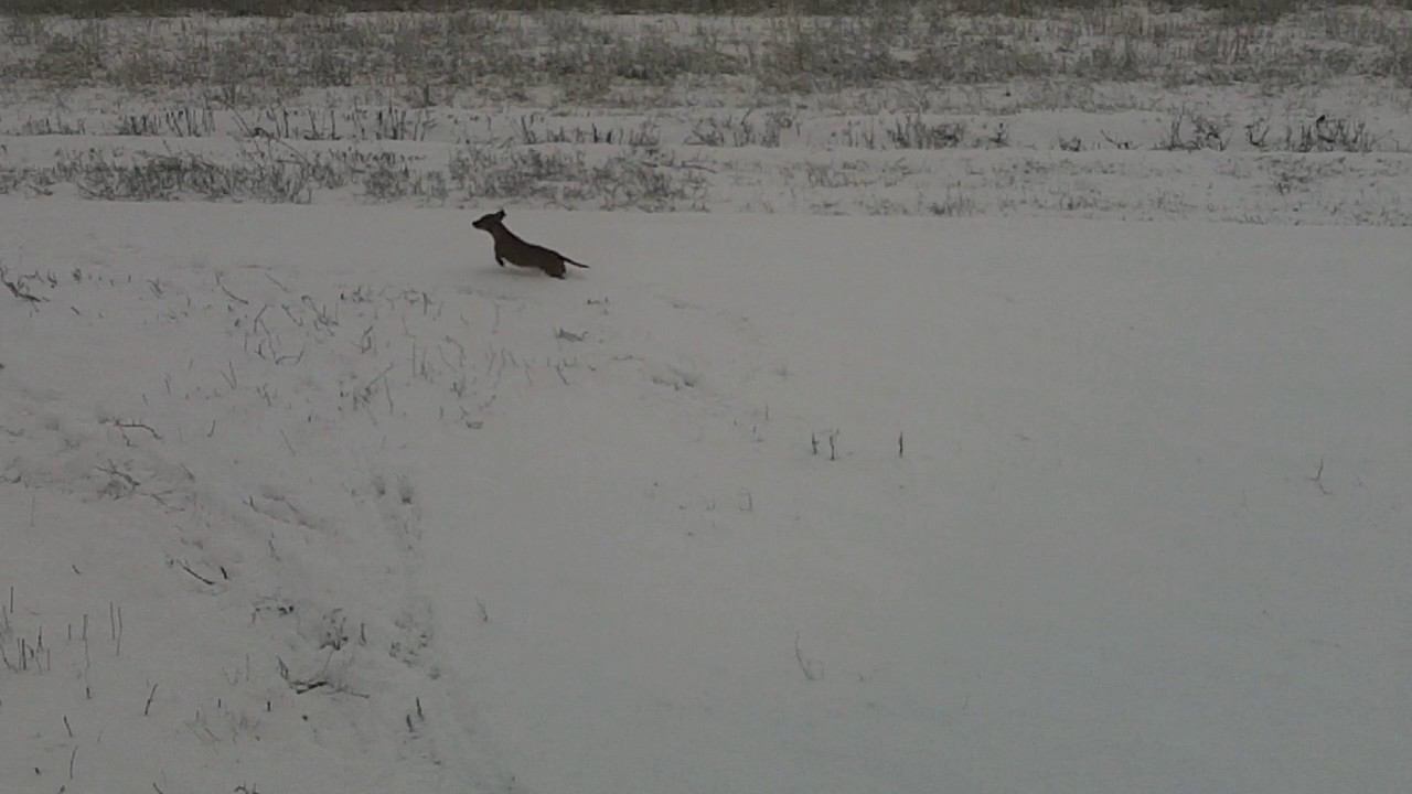 Собака радуется снегу