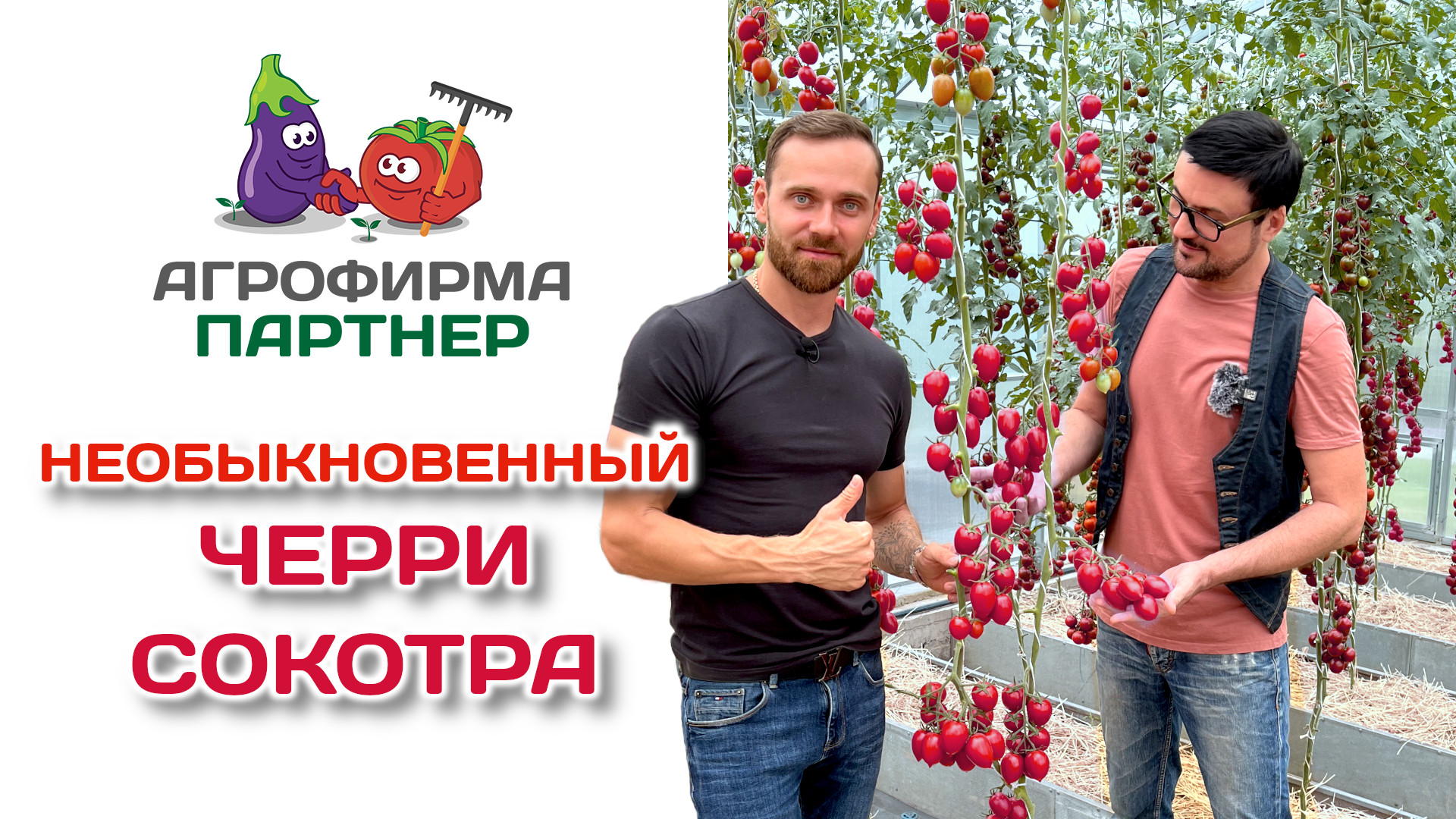 Необыкновенный черри Сокотра цвета утренней зари