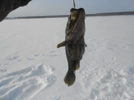 Ротан-монстр.