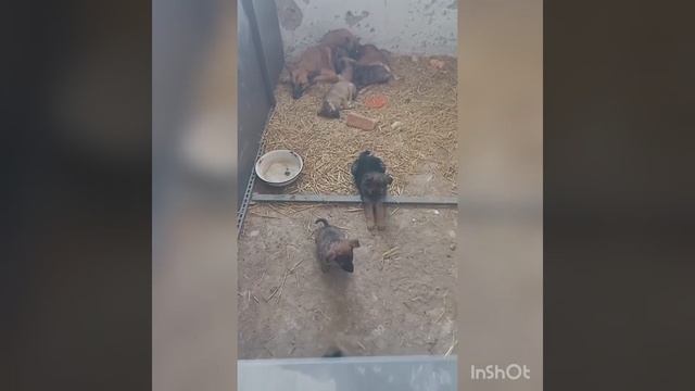 07 ноября 2023
 ″УхоЛапоХвост″ приют Новая Каховка Херсонская область Россия