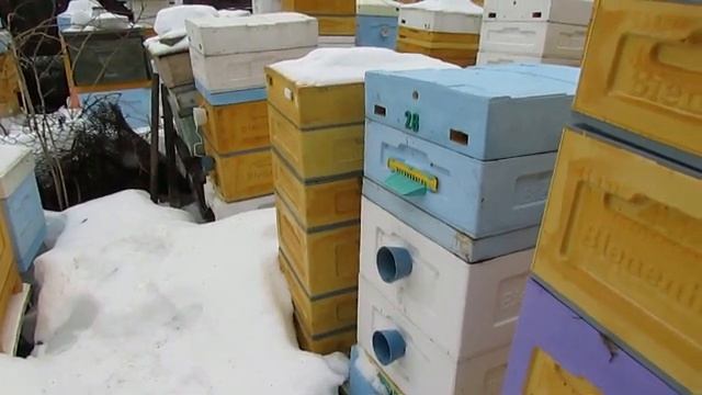 работа на пасеке в январе - какие семьи пчел осматривать, какие подкармливать, и возможные ошибки