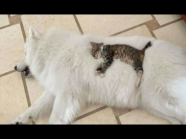 Я смеялся до слез __ Приколы с животными __ смешные животные ПРИКОЛЫ 2023