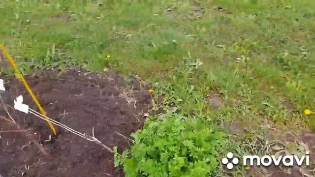 Салат Весенний. Барбекю..mp4