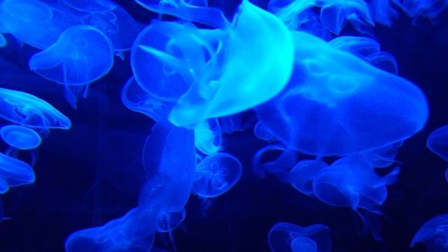 ФУТАЖИ! Медузы Аквамир
