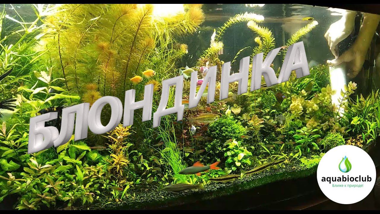 #Фильтр #блондинка #боремся с #Эвгленой. Несколько лайфхаков с блондинкой.