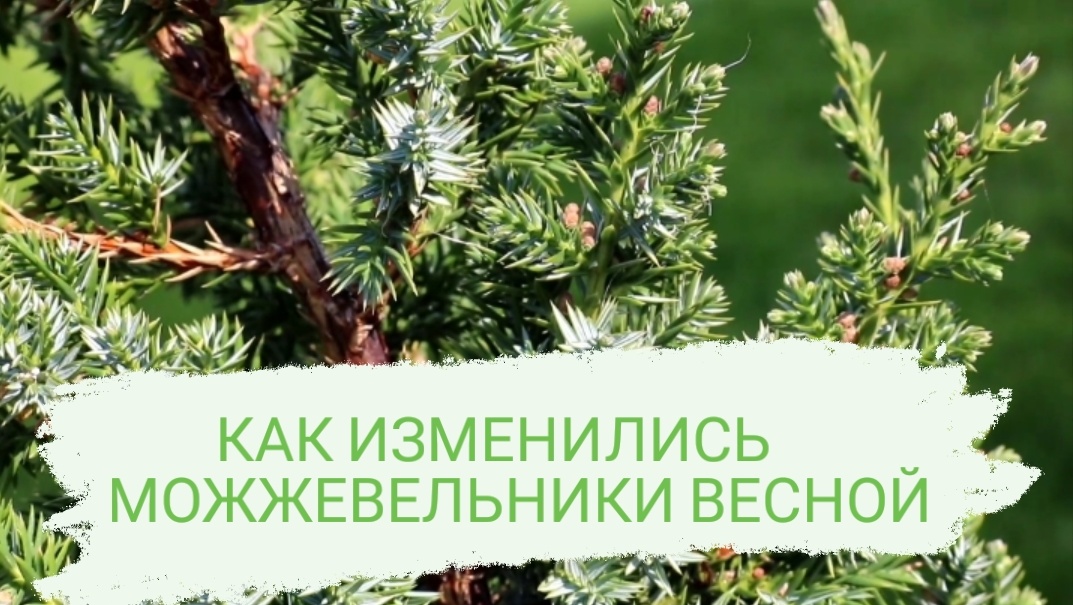 КАК ИЗМЕНИЛИСЬ МОЖЖЕВЕЛЬНИКИ ВЕСНОЙ?