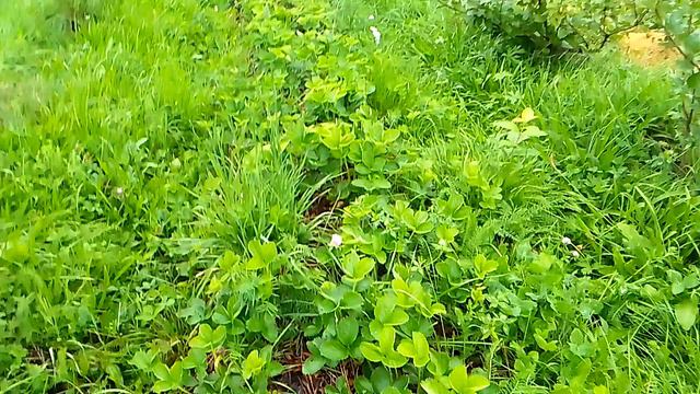 прогулка по саду в августе