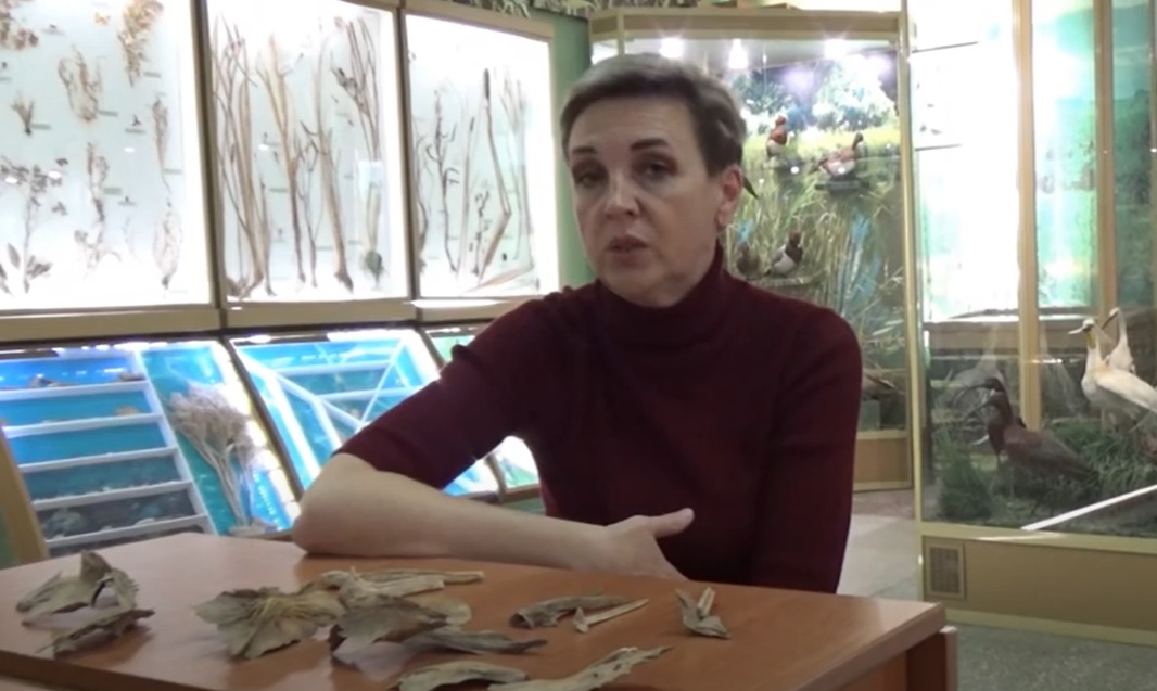 Орудие труда из челюсти белуги из раскопа по переулку Ломоносова, 18