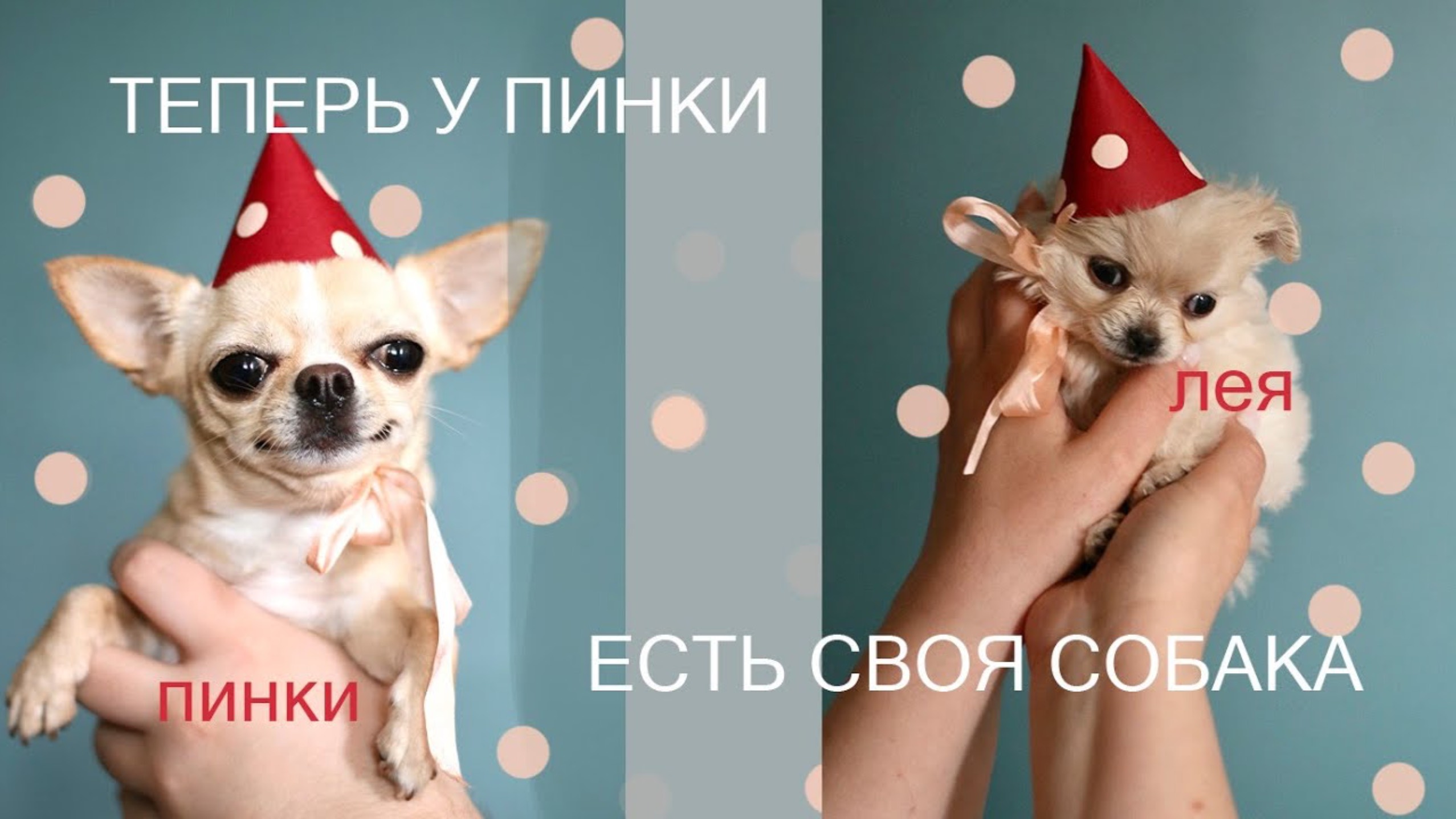 Для собаки купили собаку