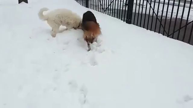 Наши домашние питомцы. Щенок южнорусской овчарки Алтай и немецкая овчарка Сеня гуляют во дворе