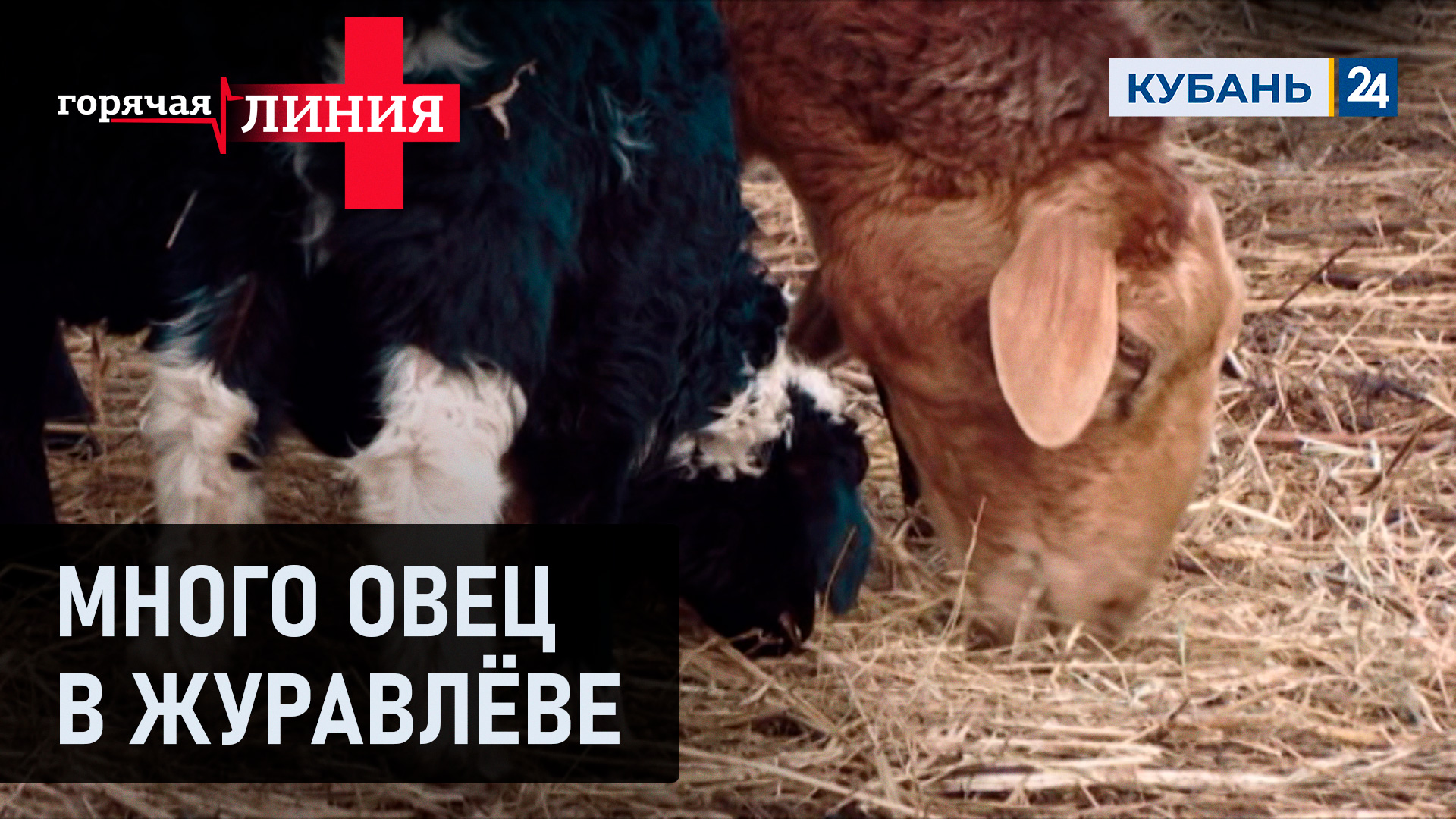 Много овец в Журавлёве. Продолжение | Горячая линия+