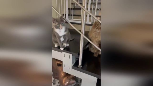 Самые смешные животные / Приколы с котами и собаками(# 69)#Shorts