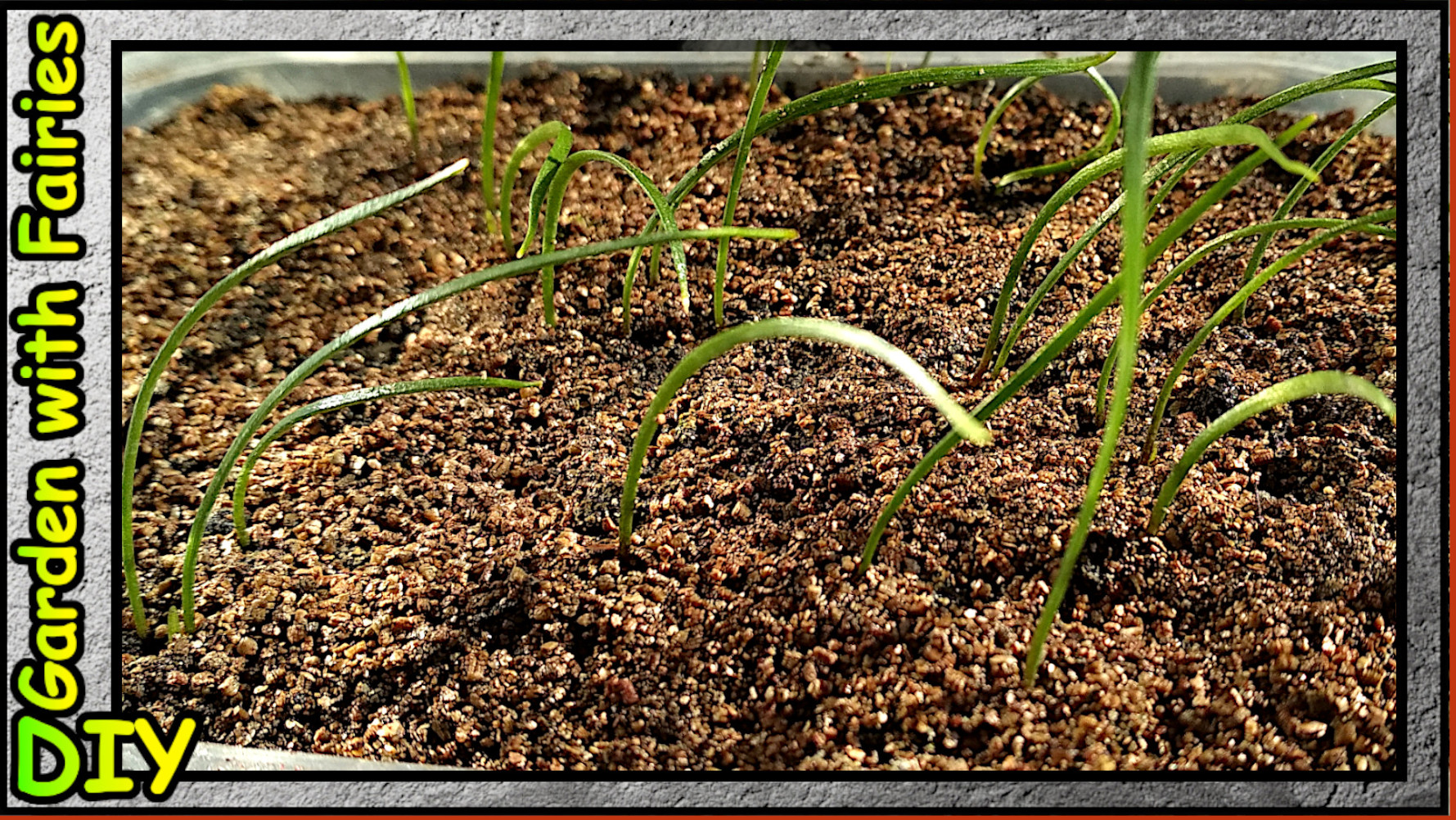 Правильные лилии из семян