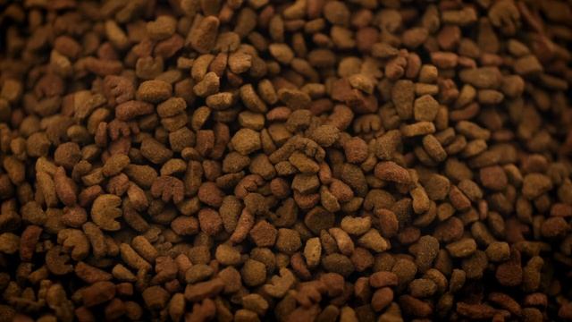 Видеоролик для телеканала «Россия» – Олимпийский кот