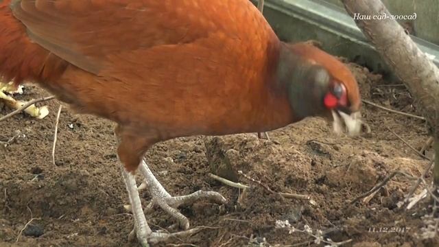 Фазан sp. Phasianus colchicus sp..mp4