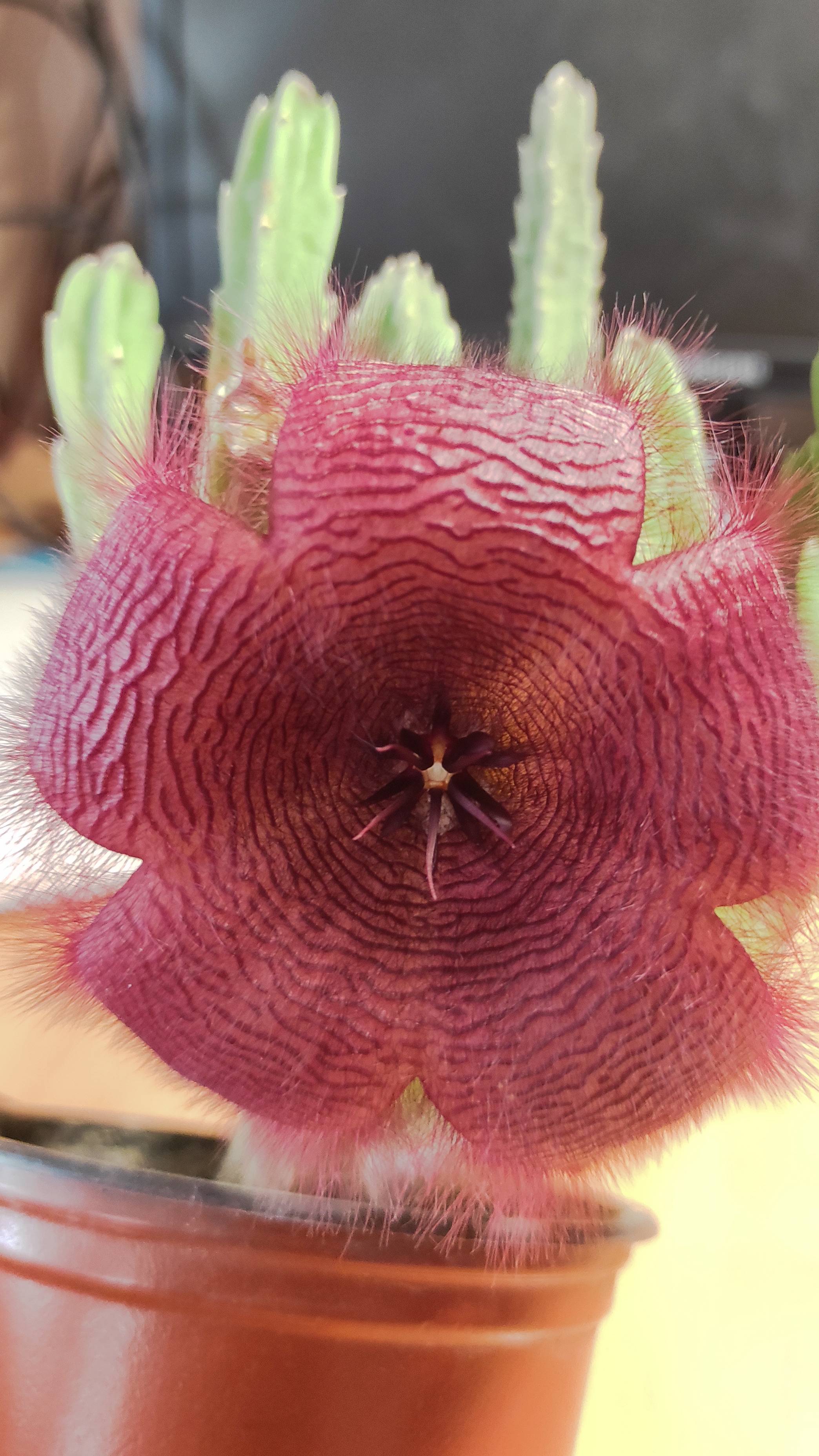 Супер кактус Стапелия зацвел.