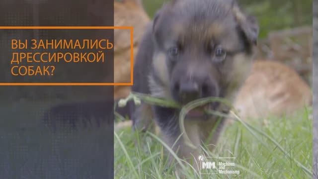 ПОВОДОК ПРИВЯЗАННОСТИ. Часть 2. Дрессировка.