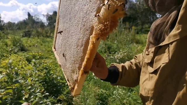 Работы на пасеке, июль 2023