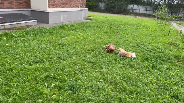 Кто быстрей того и мячик