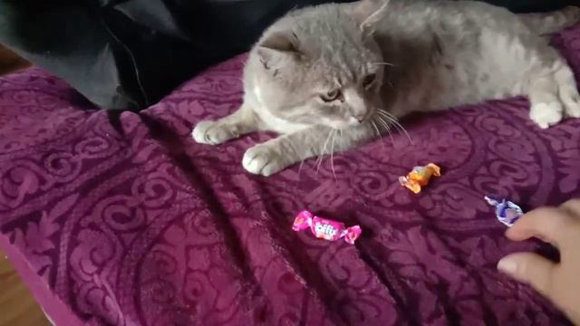 наш котейка Шурик