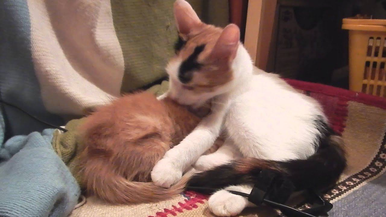 Тяпа вылизывает котёнка