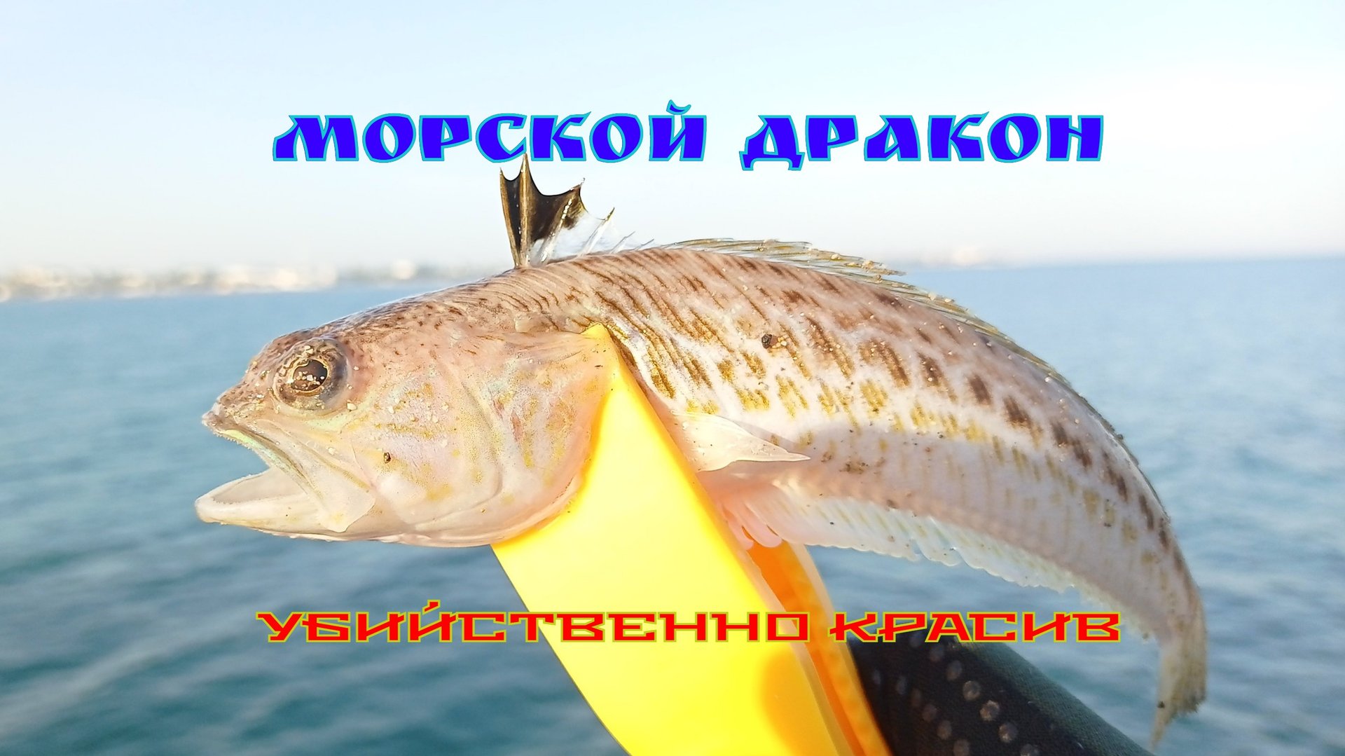 Рыба - убийца в Крыму. ОПАСНОСТЬ ДЛЯ РЫБАКОВ И КУПАЮЩИХСЯ, НА ПОБЕРЕЖЬЕ ЧЁРНОГО МОРЯ.