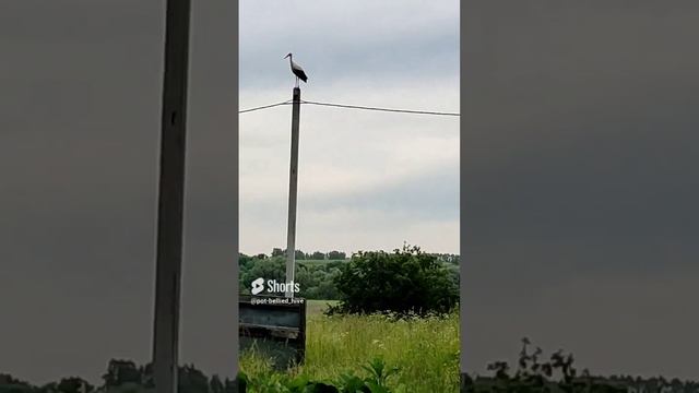 прилетел аист #a stork has arrived #аист